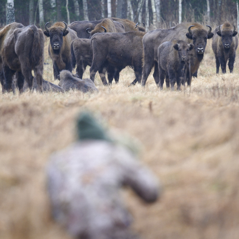 Viaje Polonia – La Sabina Bird Photo Tours