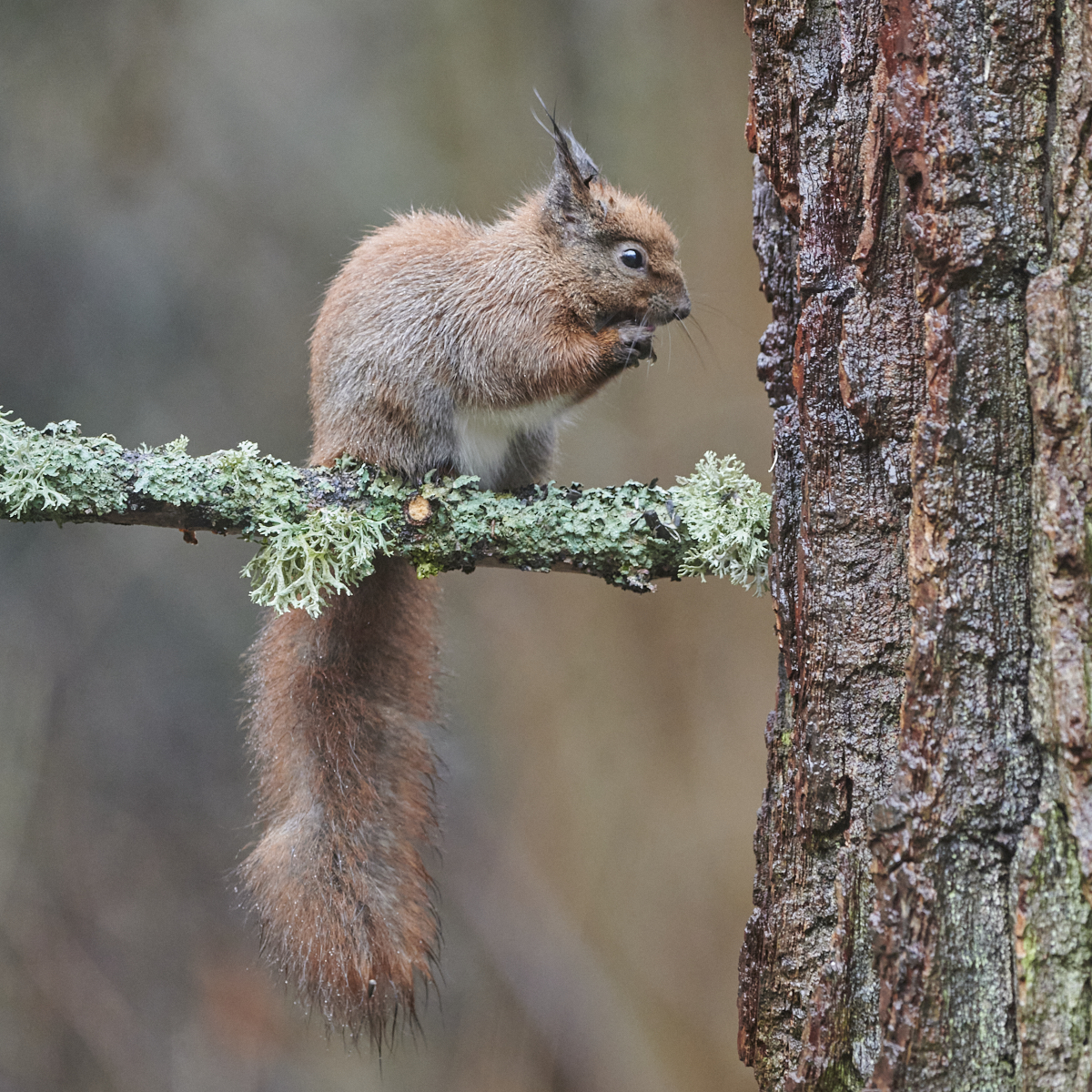Viaje Polonia – La Sabina Bird Photo Tours