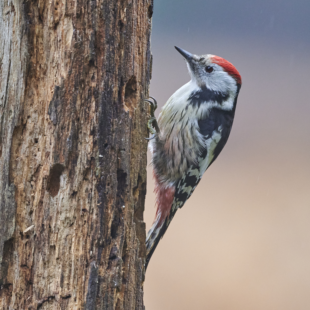 Viaje Polonia – La Sabina Bird Photo Tours