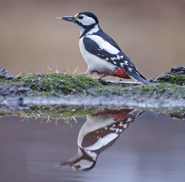 Viaje Polonia – La Sabina Bird Photo Tours